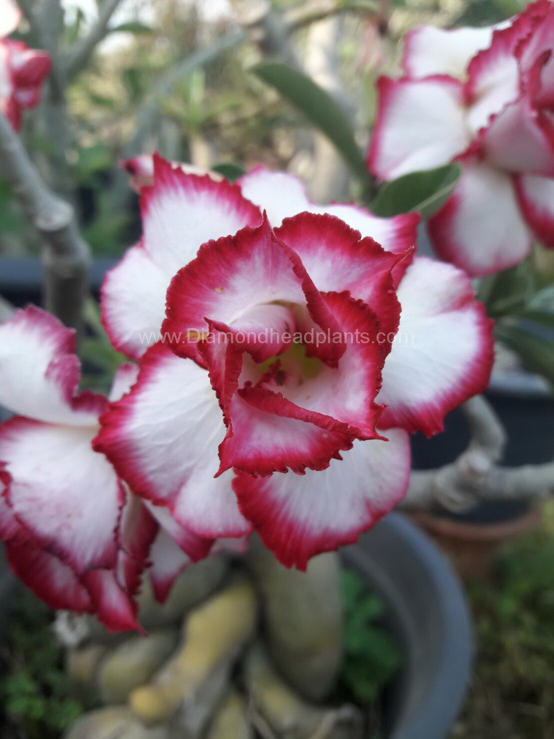 Adenium: New Adenium Catalog 2018-2019