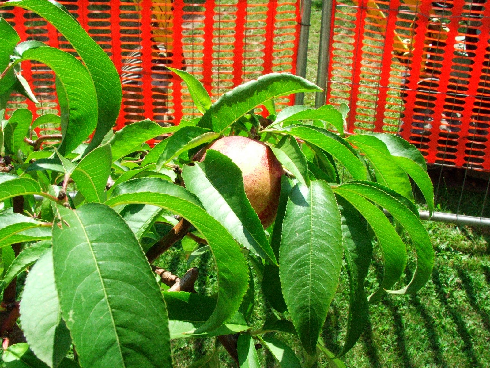 Evoluzione Bonsai : Bonsai di Pesco - Peach - prunus persica