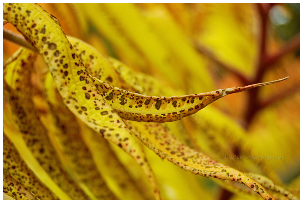 Chwile zaChwycone: Jesienne sumaki