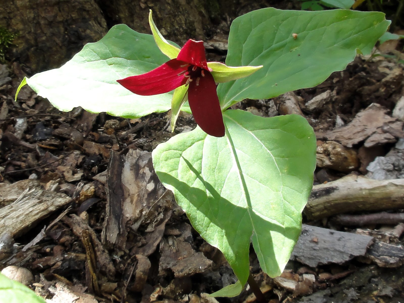 Honeysuckle Haven or Hell's Half Acre: Trillium erectum (Stinking Benjamin)