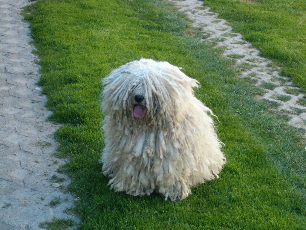 Such Good Dogs: Breed of the Month--Puli