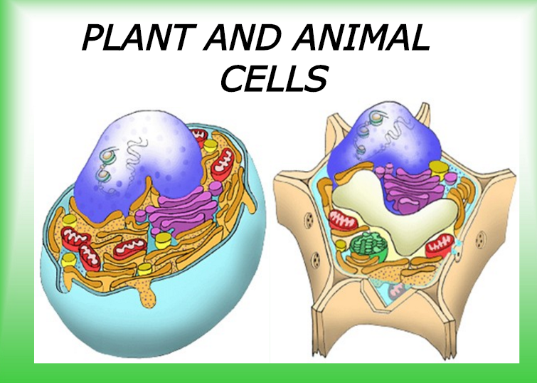 CELL THEORY24: PLANT AND ANIMAL CELLS. Cell Theory: All organisms are ...