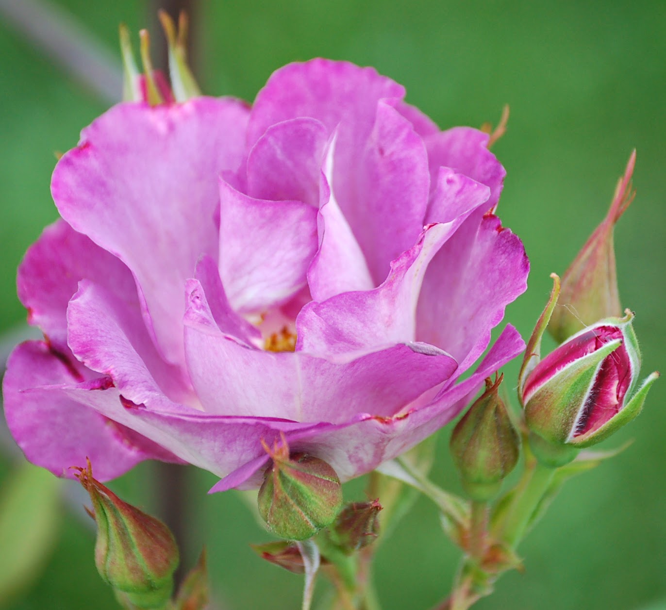 Micky Nuessen: Stormy weather climbing rose