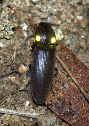 The Multicolored Diary: Z is for Zarzamora and the Fire Bug (A to Z ...