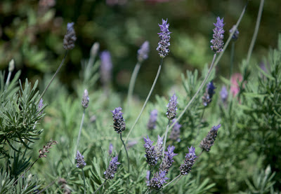 Rosângela Cianci: Lavanda, um dos Encantos da Natureza