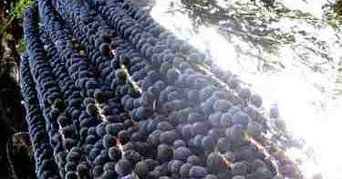 Pando: Frutas típicas El asai