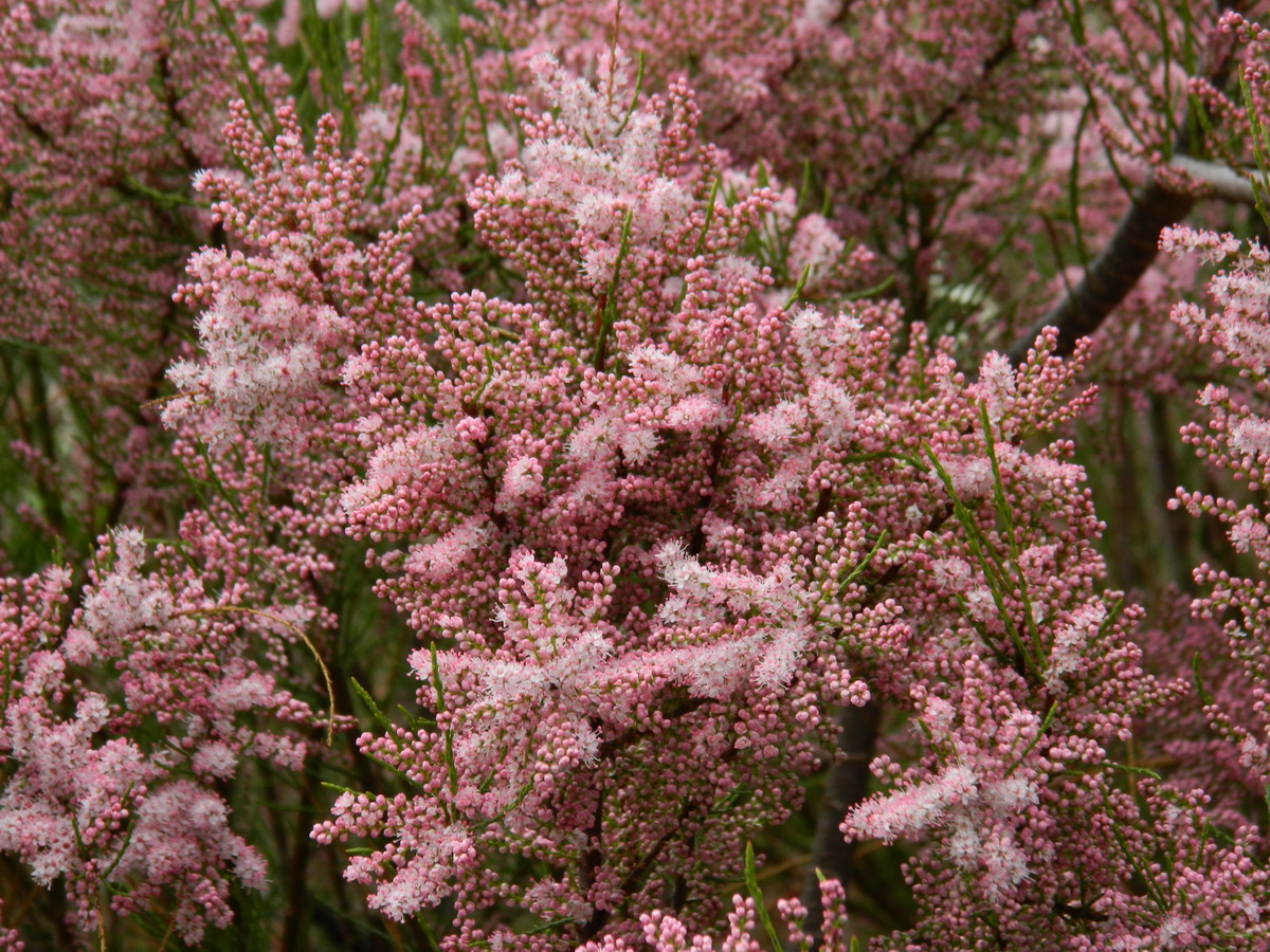 LA MULTI ANI, ROMANIA!: Crengi de tamarisc inflorite