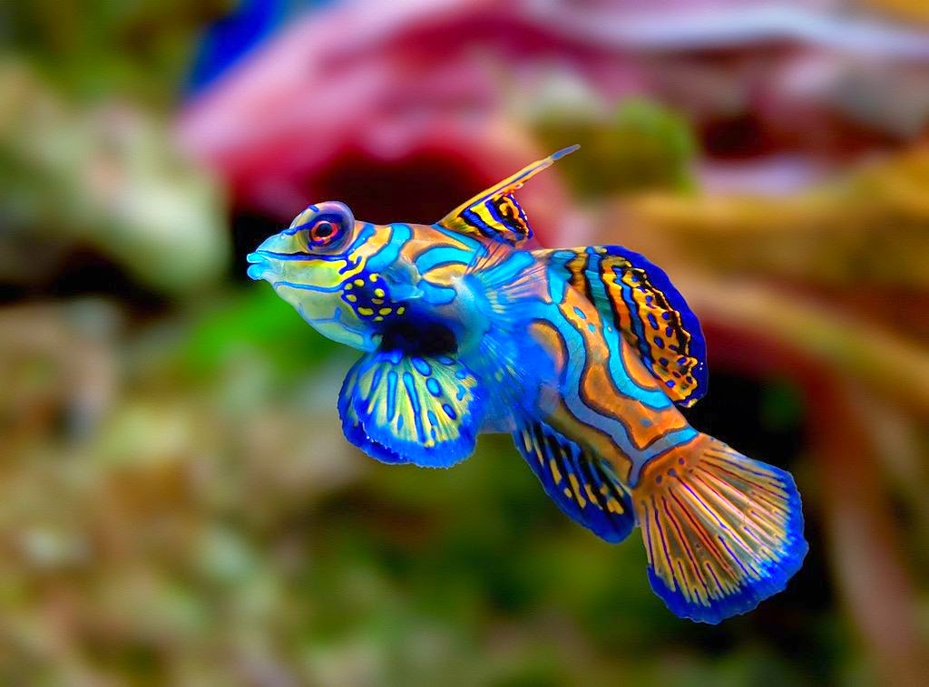 Los 10 Animales mas Lindos del Mundo - Yo Amo a Los Animales