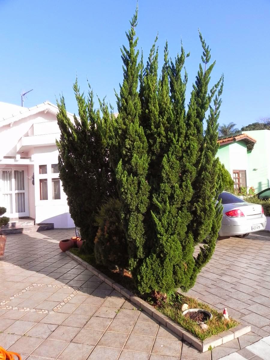 Kaizuka - AprendaCultivar