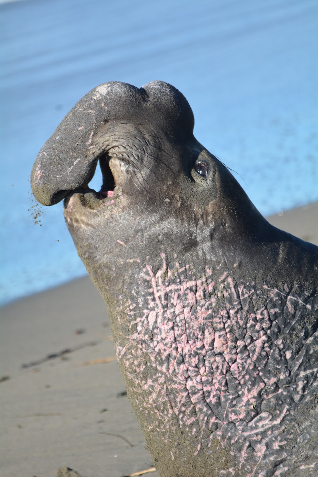 Tough is not enough: Elephant Sea Lions in San Simeon