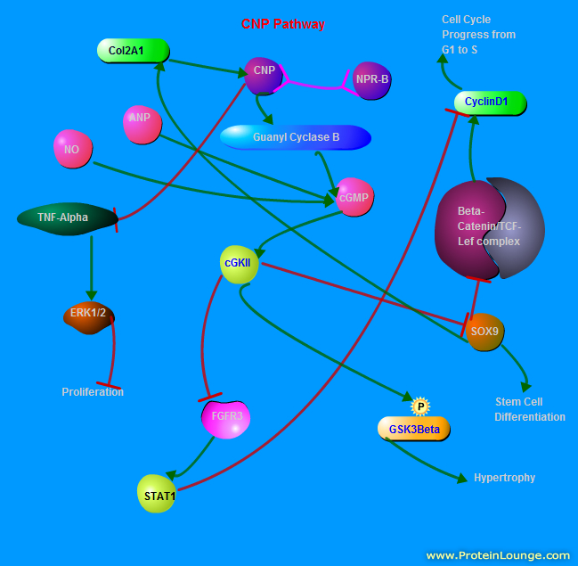 The Quest for Height: Grow Taller | Increase Height | Bone Size ...