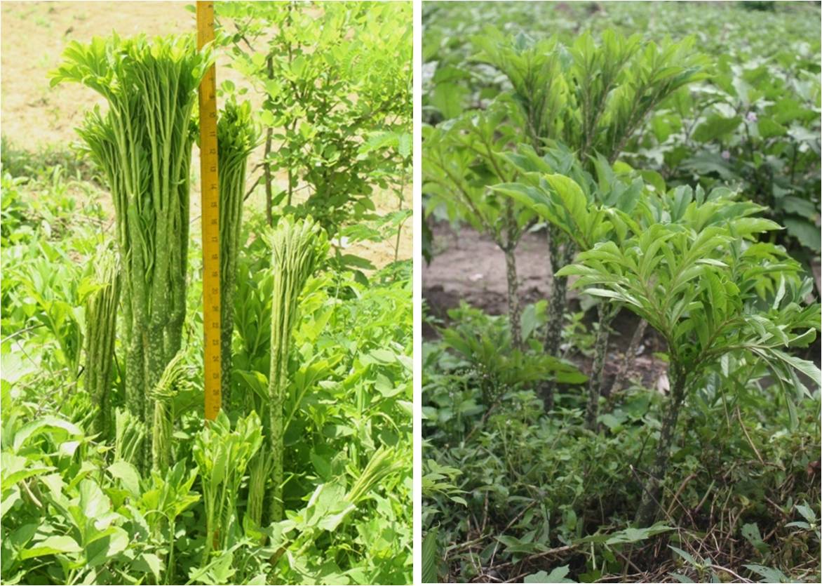 Indigenous Vegetables at a Glance