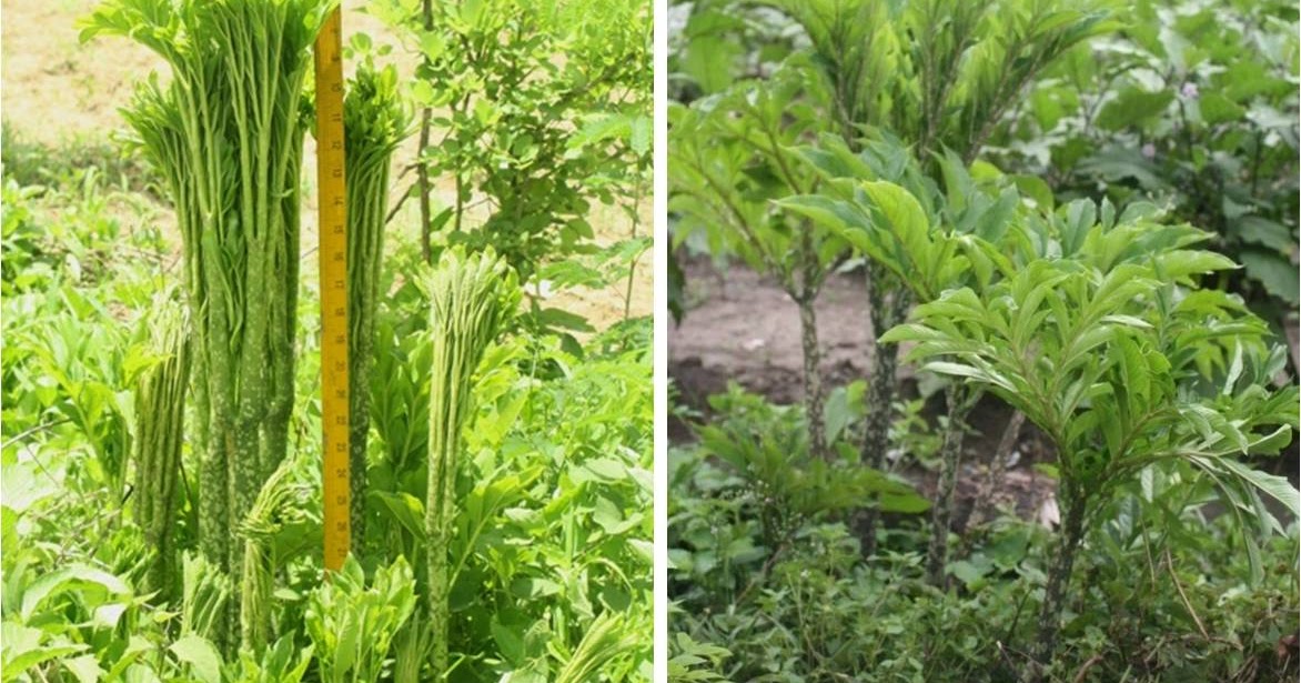 Indigenous Vegetables at a Glance: Tigi