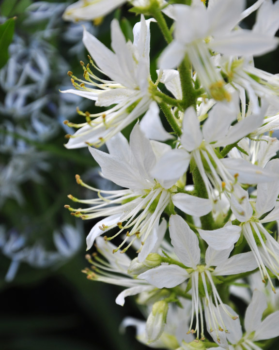 Three Dogs in a Garden: Mad Botany: Testing the Theory about Gas Plants