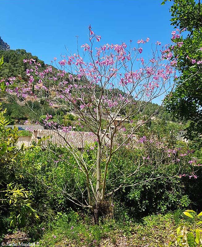 Sangrando en verde: El lapacho rosado, Handroanthus impetiginosus, una ...