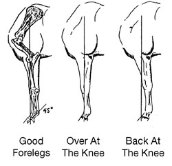 Horse Life and Love: All About ... Horse Conformation