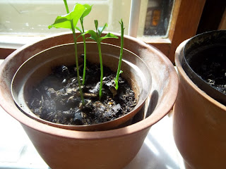 Are You Supposed To Pee On A Lemon Tree