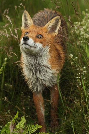 A Day In the Life of a Wildlife Artist: A weekend with a very bold ...