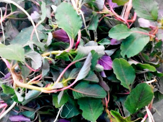 Ilocos: Ilocano Vegetable, Kalunay