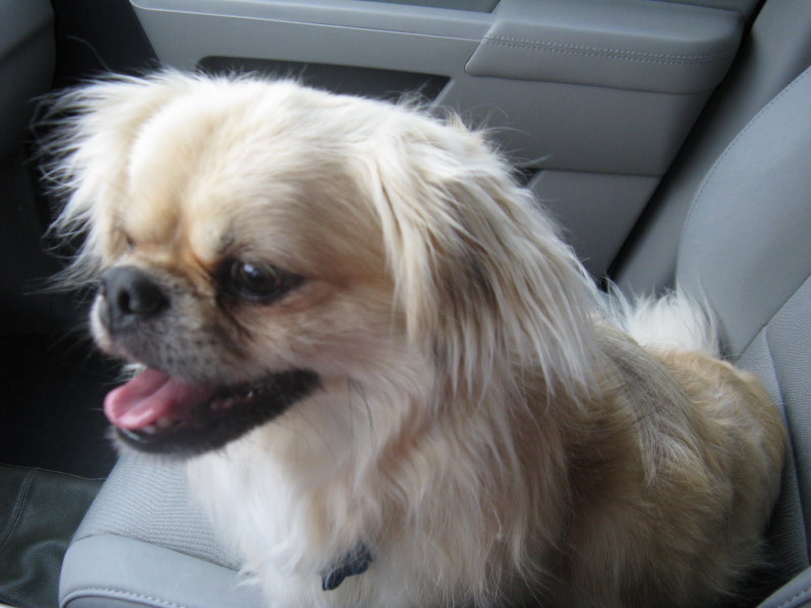 The Pretty Pekingese - Supporting Pekes & You Pekingese Rescue: Lucky ...