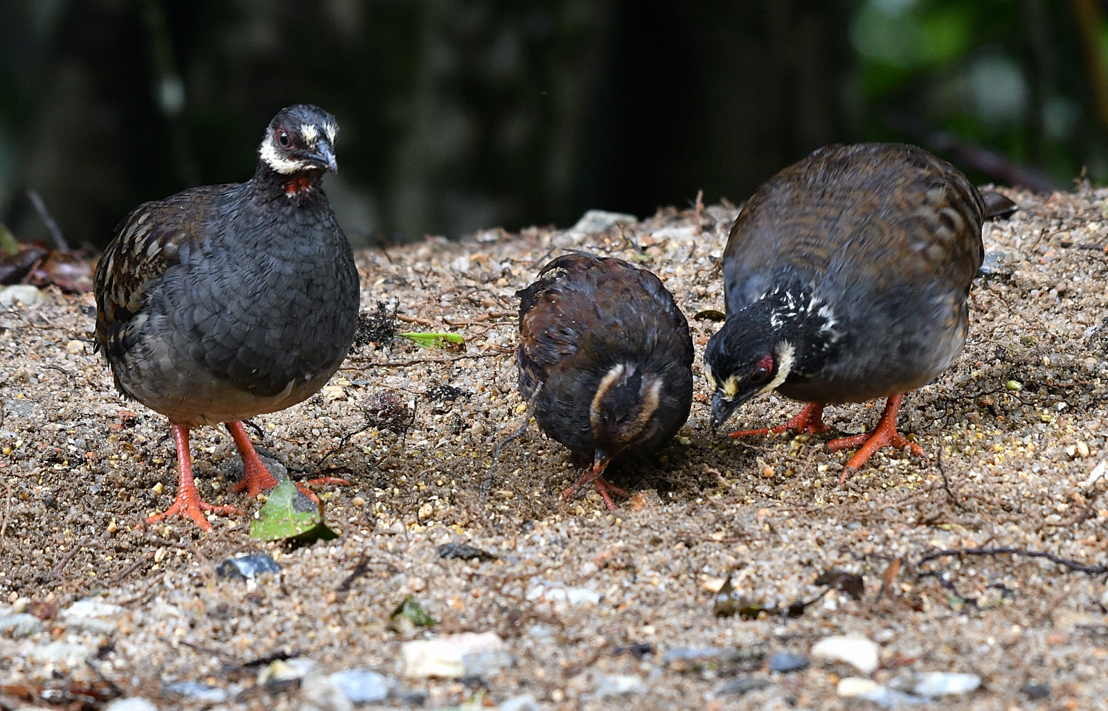 The Life Journey in Photography: Malaysian Partridge aka. Campbell's ...
