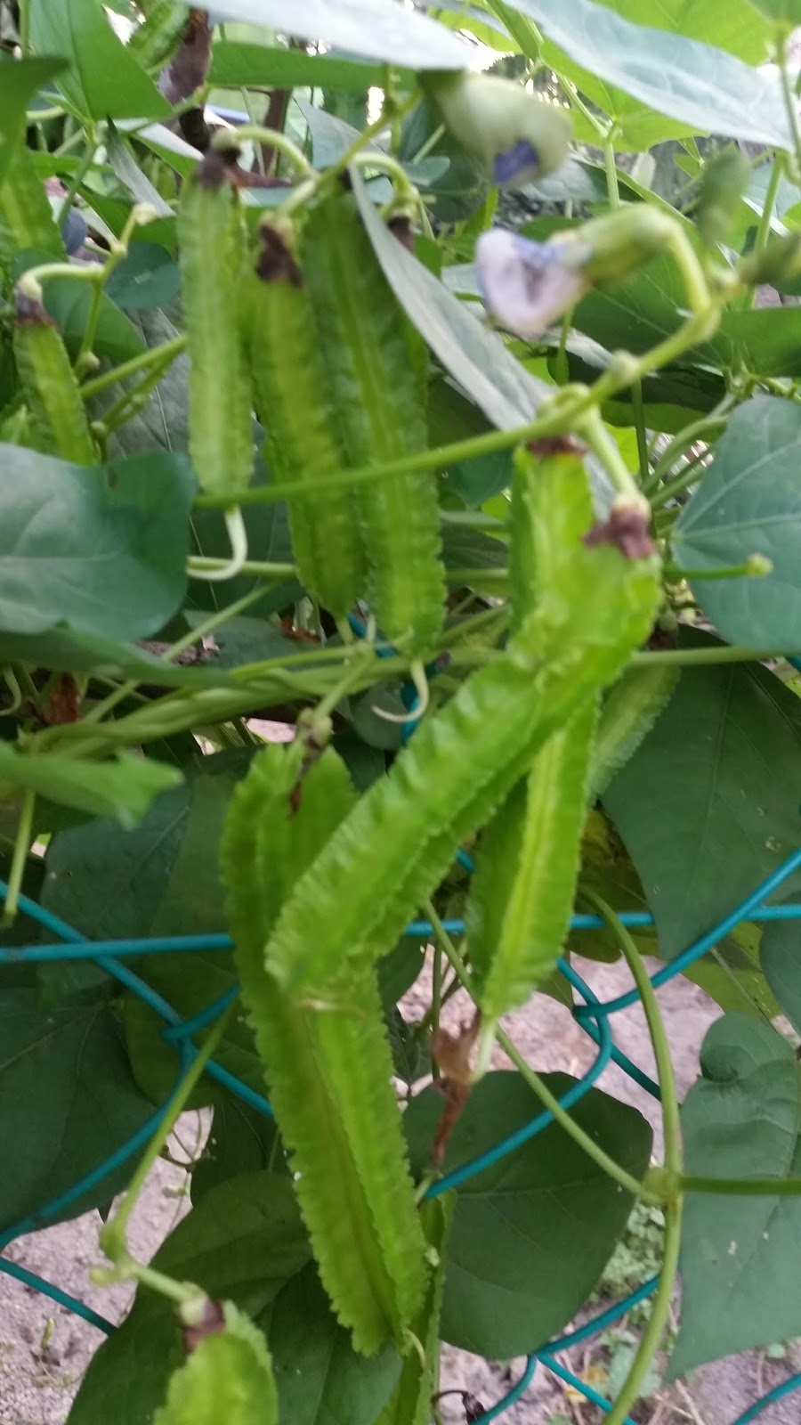 Warisan Petani: Pokok kecipir