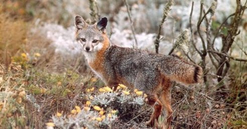 White Wolf : Dwarf foxes make an incredible recovery from near extincton