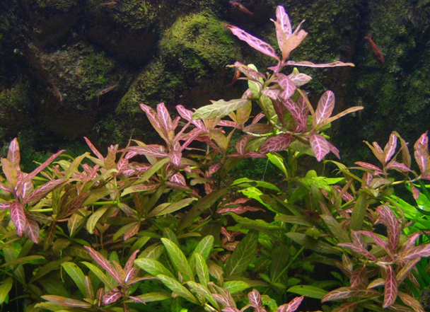 List Tanaman (Low Light Plants) | Aquascaper Regional Probolinggo