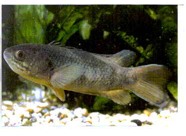 Hidupan Air Tawar: JENIS-JENIS IKAN AIR TAWAR