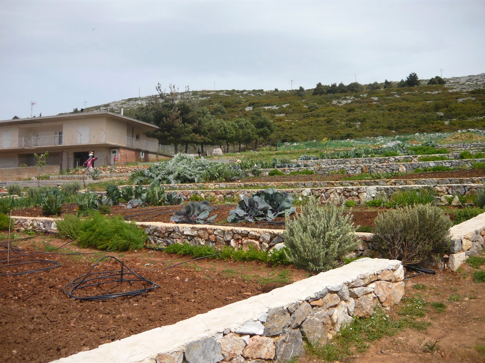 ΣΧΟΛΙΚΟΙ ΛΑΧΑΝΟΚΗΠΟΙ : ΟΙ ΚΗΠΟΙ ΤΩΝ ΣΧΟΛΕΙΩΝ ΤΗΣ Δ/ΣΗΣ Β/ΘΜΙΑΣ ΕΚΠ/ΣΗΣ ...