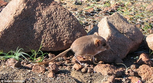 Arquivos do Insólito: Ufologia, Criptozoologia, Fenômenos Anômalos ...