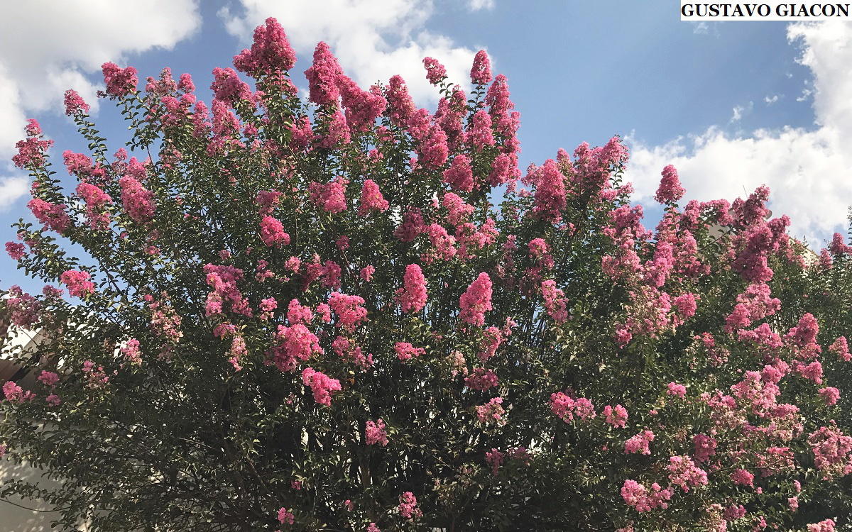Viveiro Ciprest - Plantas Nativas e Exóticas: Resedá Rosa ...