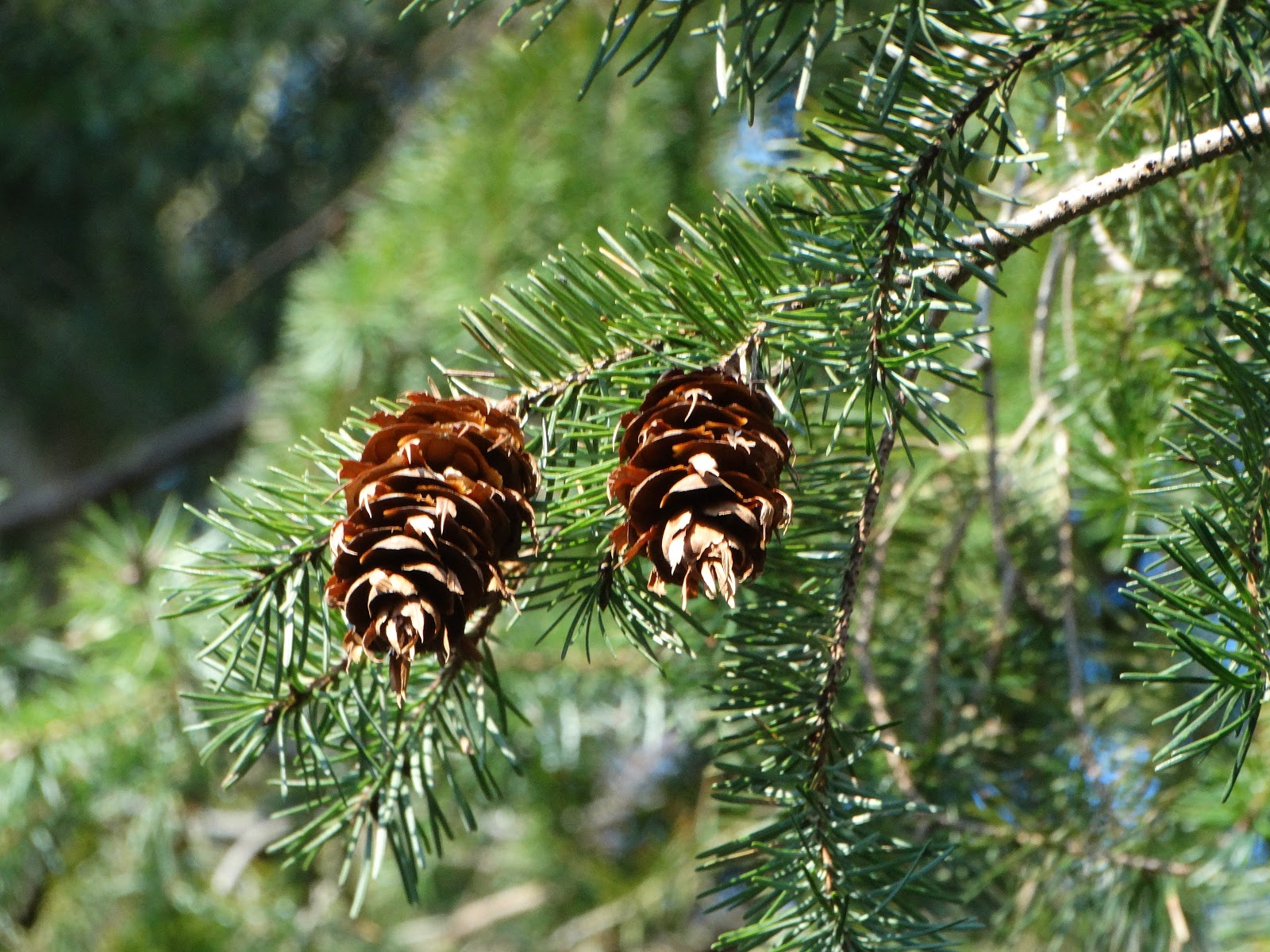 oog voor de natuur: Douglasspar (Pseudotsuga menziesii).