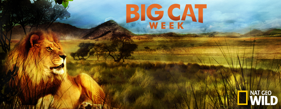 Big Cat Week: Day #1 - Science in the City
