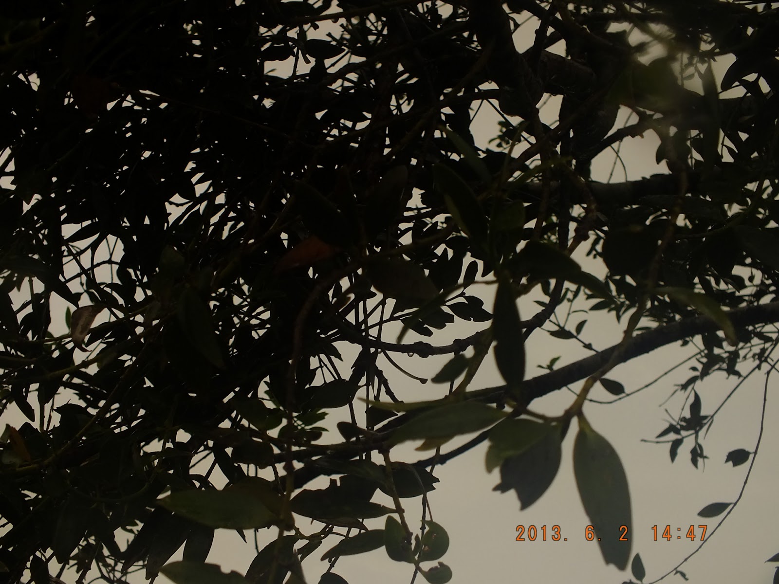 Photography with Dr. Ernie.: Agathis Alba: Young Almaciga Tree in DSB ...