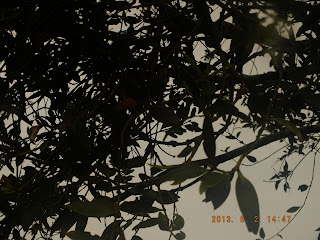 Photography with Dr. Ernie.: Agathis Alba: Young Almaciga Tree in DSB ...