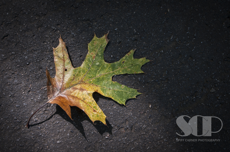 Spiff Happens: Dead Leaf in the Middle of the Road