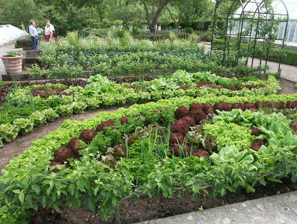 MOSSA Trädgårdsmästeri & Design: Potager - grönsaksland