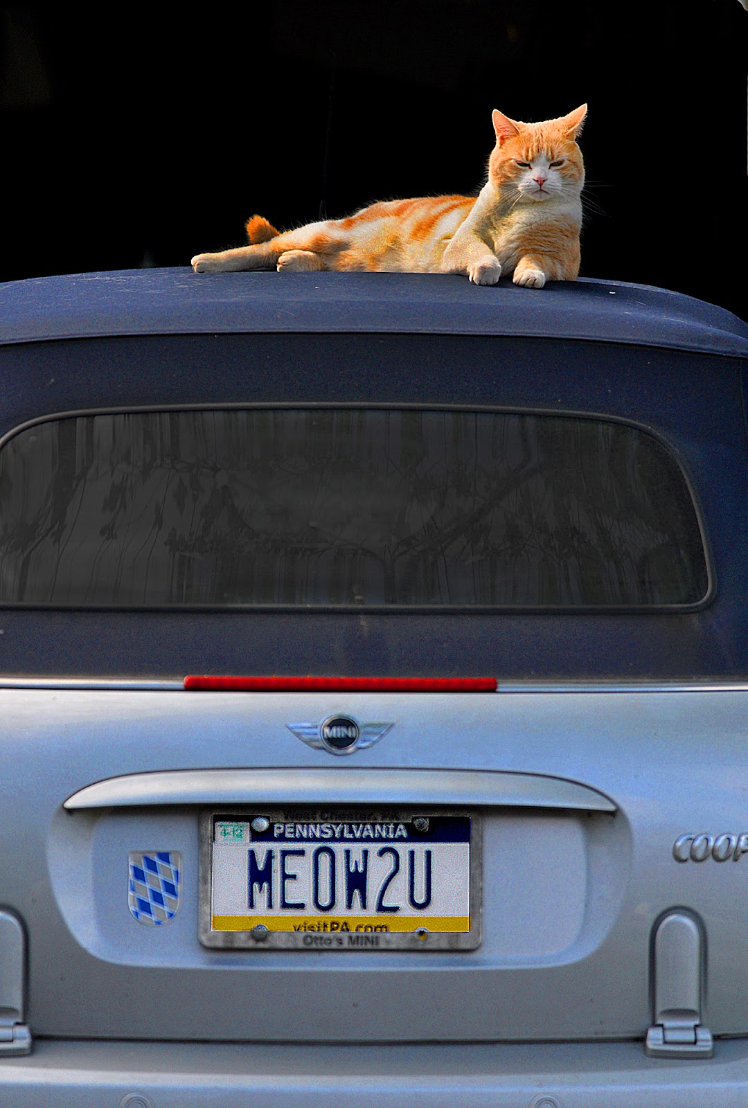 Life's a snapshot: Eddie's Cat Cooper