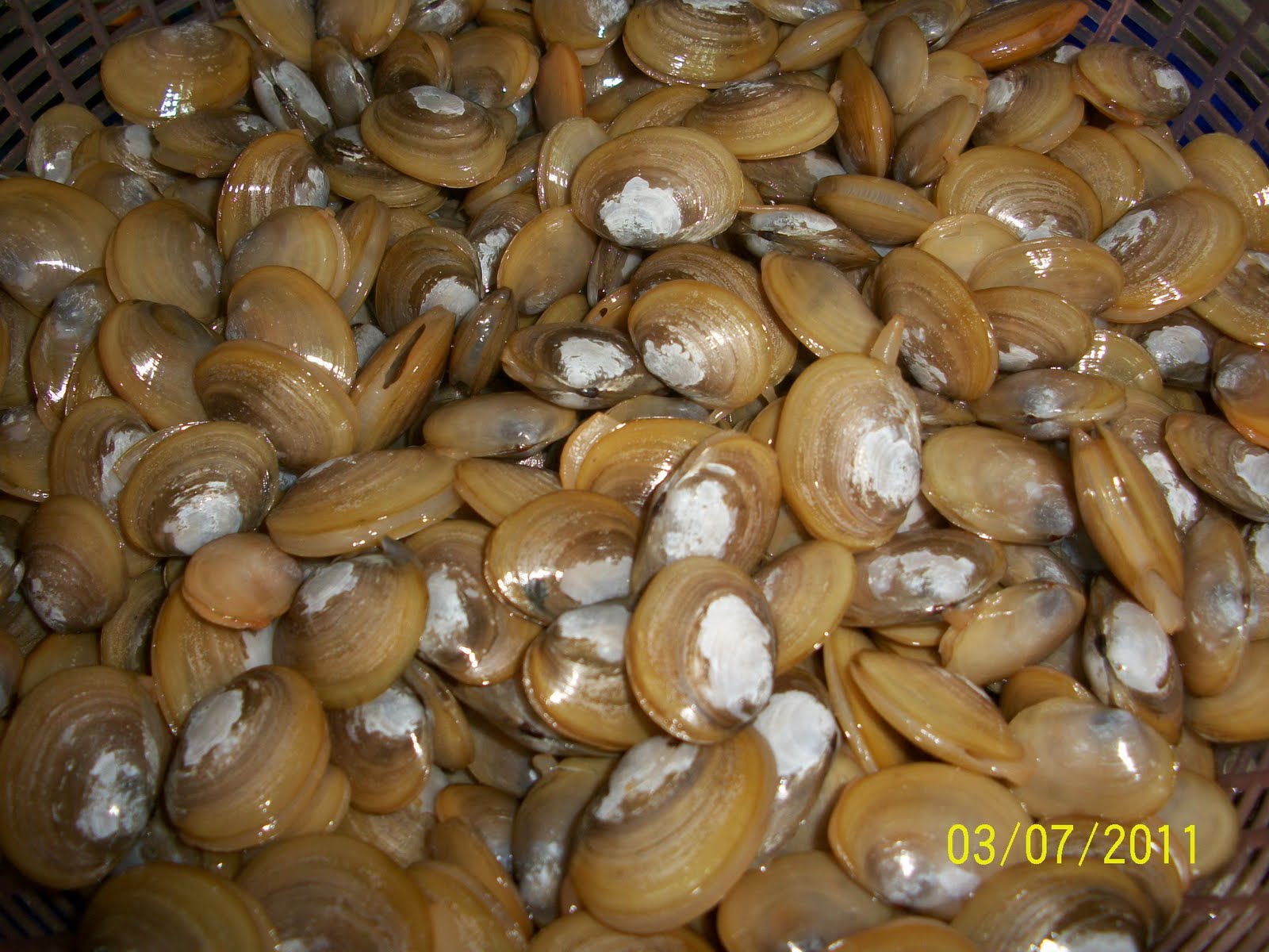 RESEPI SUMBANGAN JY 2008-2022: 330. LALA/REMIS DAN KEPAH