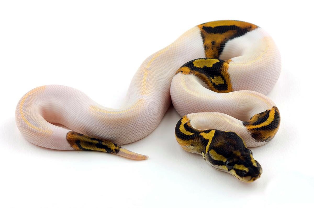 NaturaWest: Pitone Reale