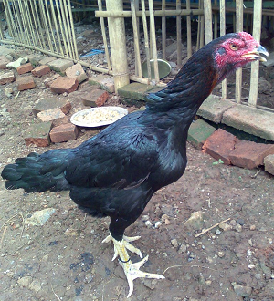 Tips Memilih Induk Ayam bangkok Betina | Ayam dan Burung