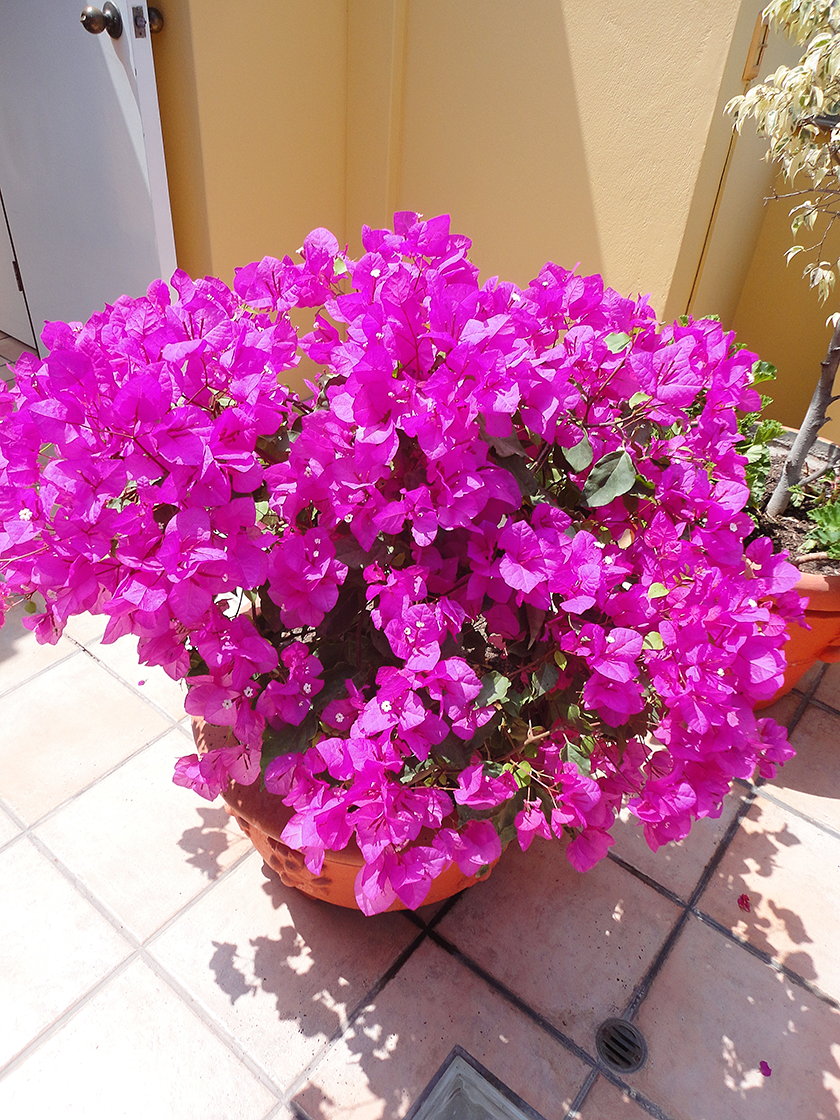 La buganvilla en maceta y jardinera - Doctor Garden