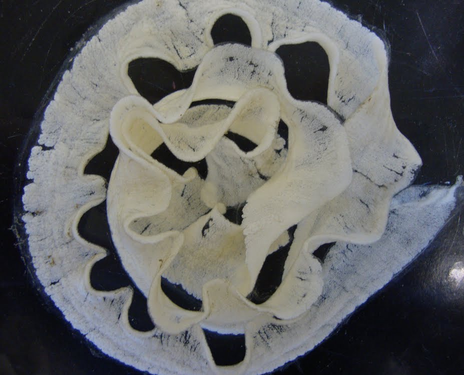 Invertebrate Embryology: Gastropod Egg Masses