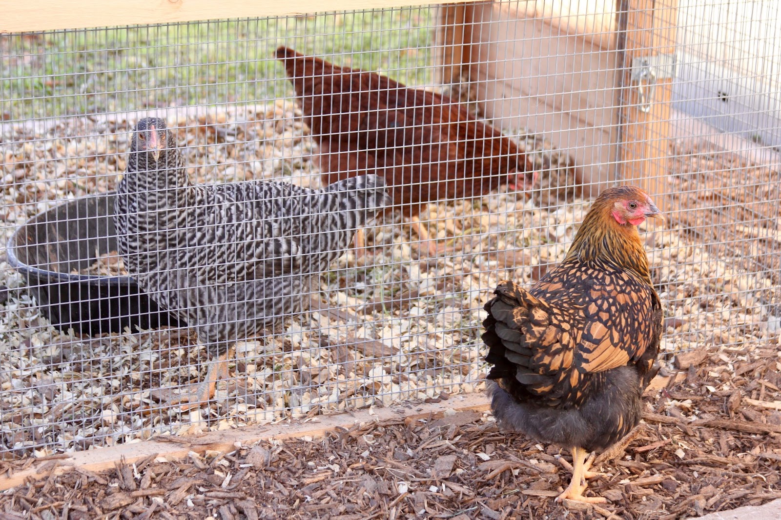 Poultry Palace and Gardens: The Royal Treatment