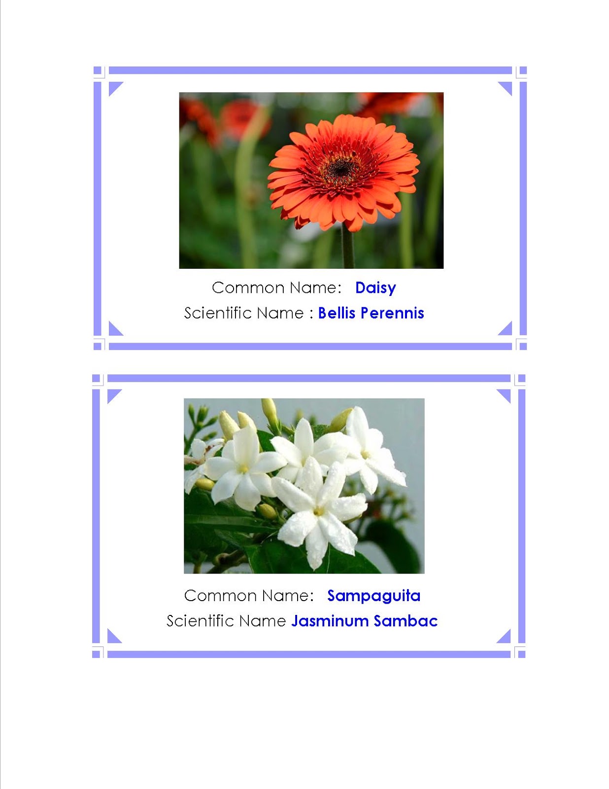 Pixel Help Option Flower With Scientific Names pixel-help-option-flower-with-scientific-names