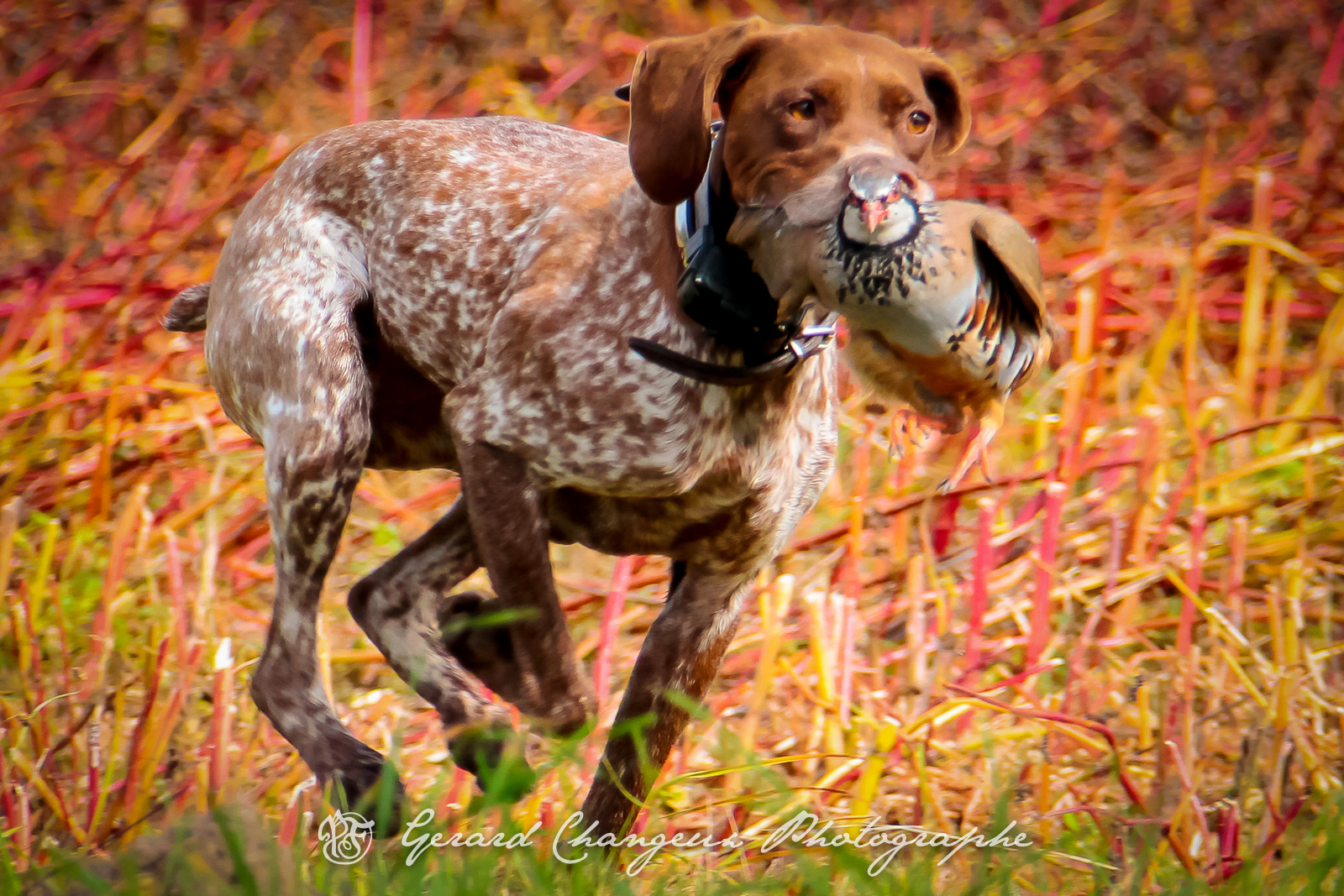 Le Blog de Photos de Chasse: Suite des chiens de chasse au travail ...