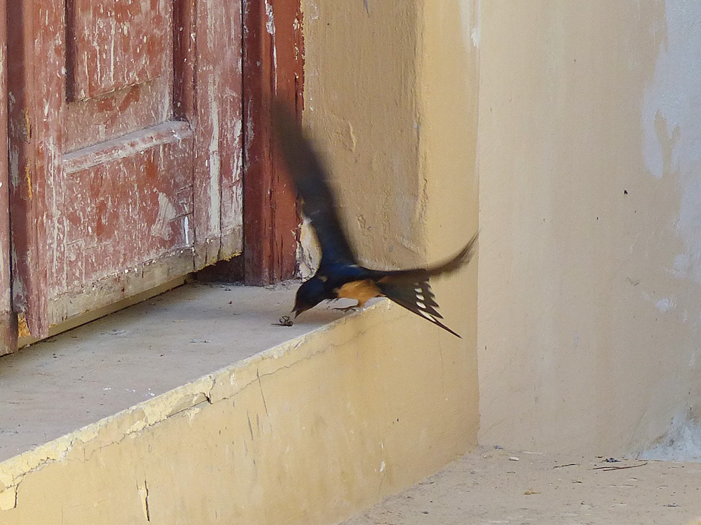 Feathers Birding Blog: Bird watching in Kos, Greece