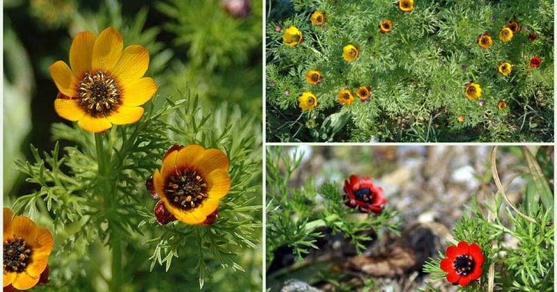Flora Amorgina: Adonis microcarpa
