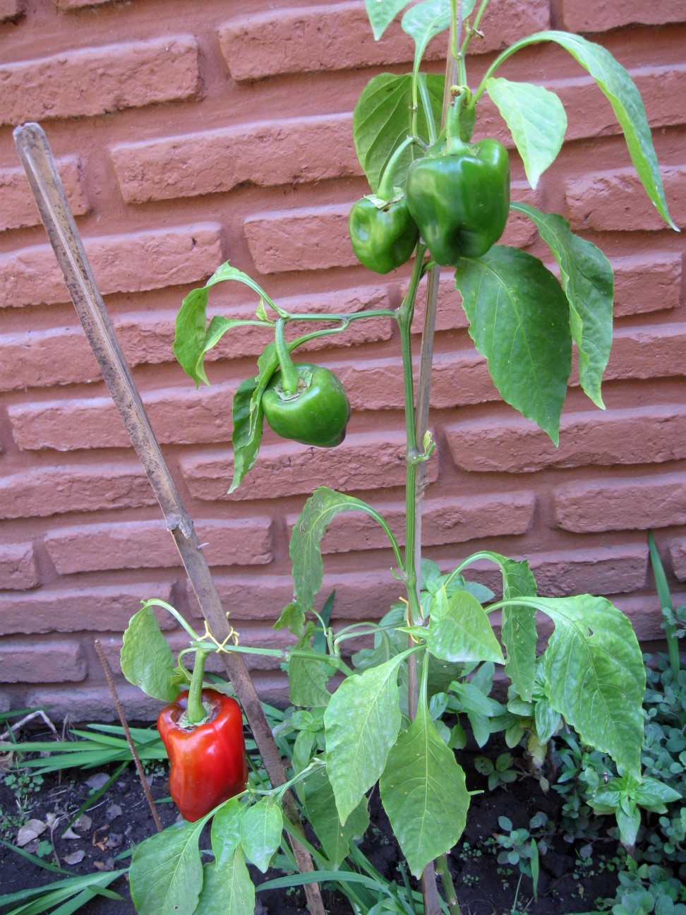 Comidas con historias: Aji morrón de mi huerto-cantero